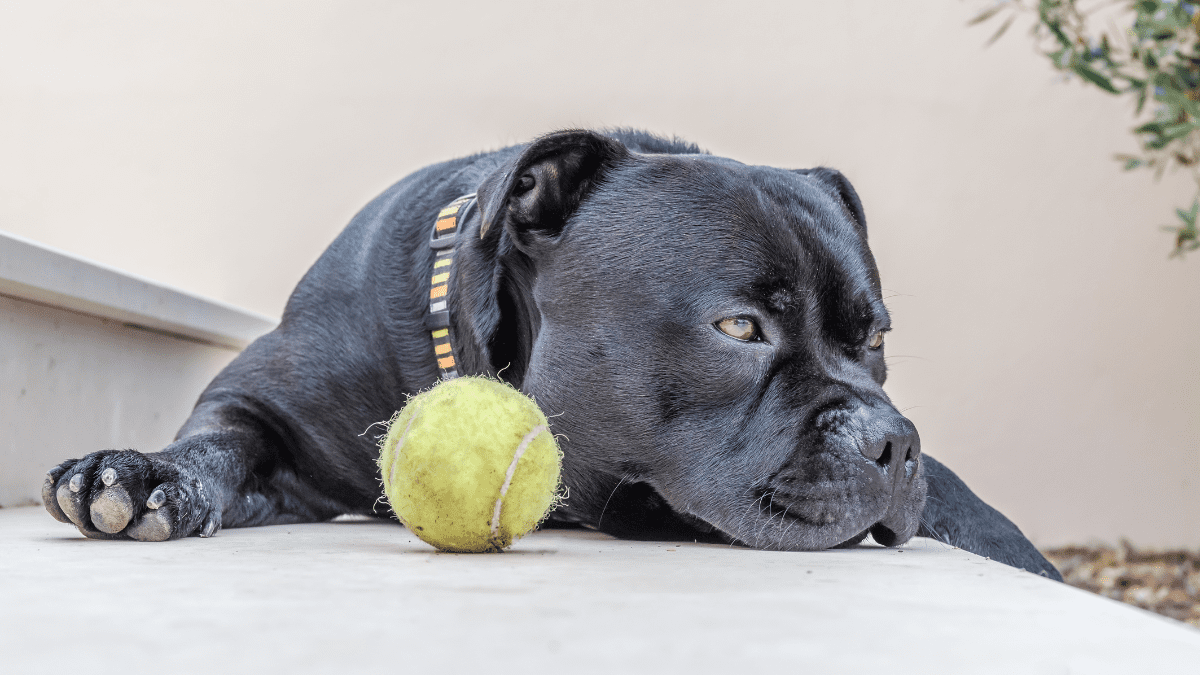 The 12 Warning Signs Your Dog Is Dying