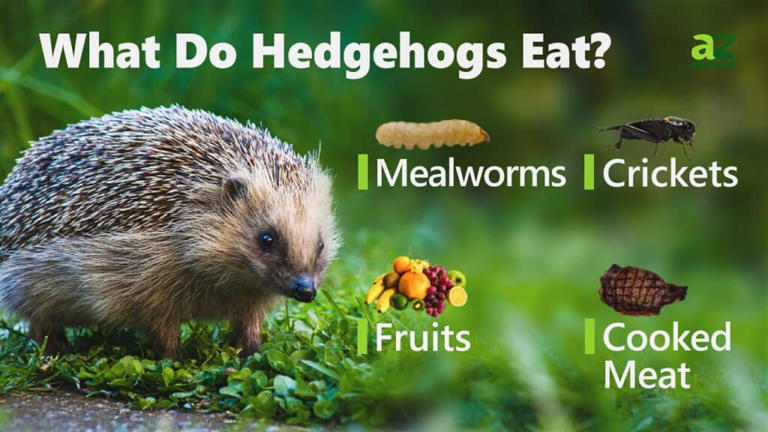 What Do Hedgehogs Eat?