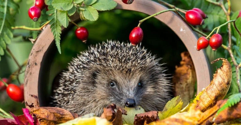 What Do Hedgehogs Eat?