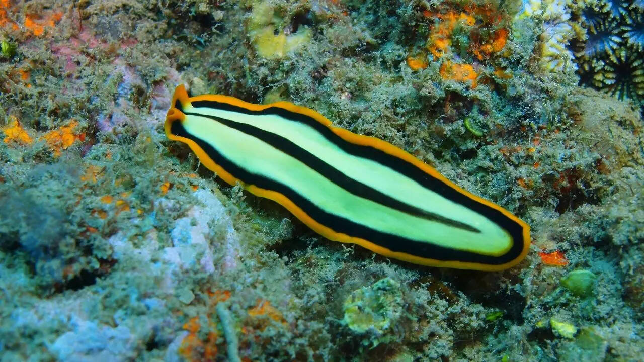 6 animals that live without a heart and still survive in the wild
