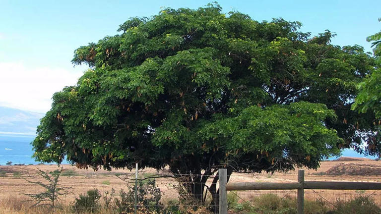 10 fast-growing trees in India that you can plant for cooling shade