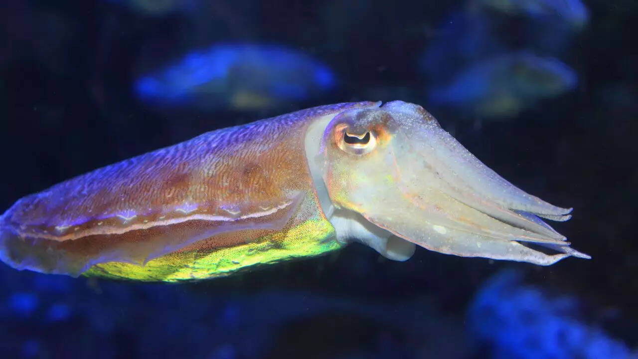 6 animals that live without a heart and still survive in the wild