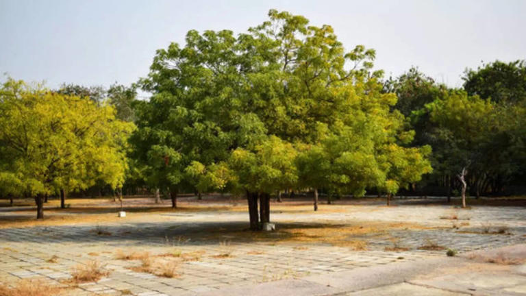 10 fast-growing trees in India that you can plant for cooling shade