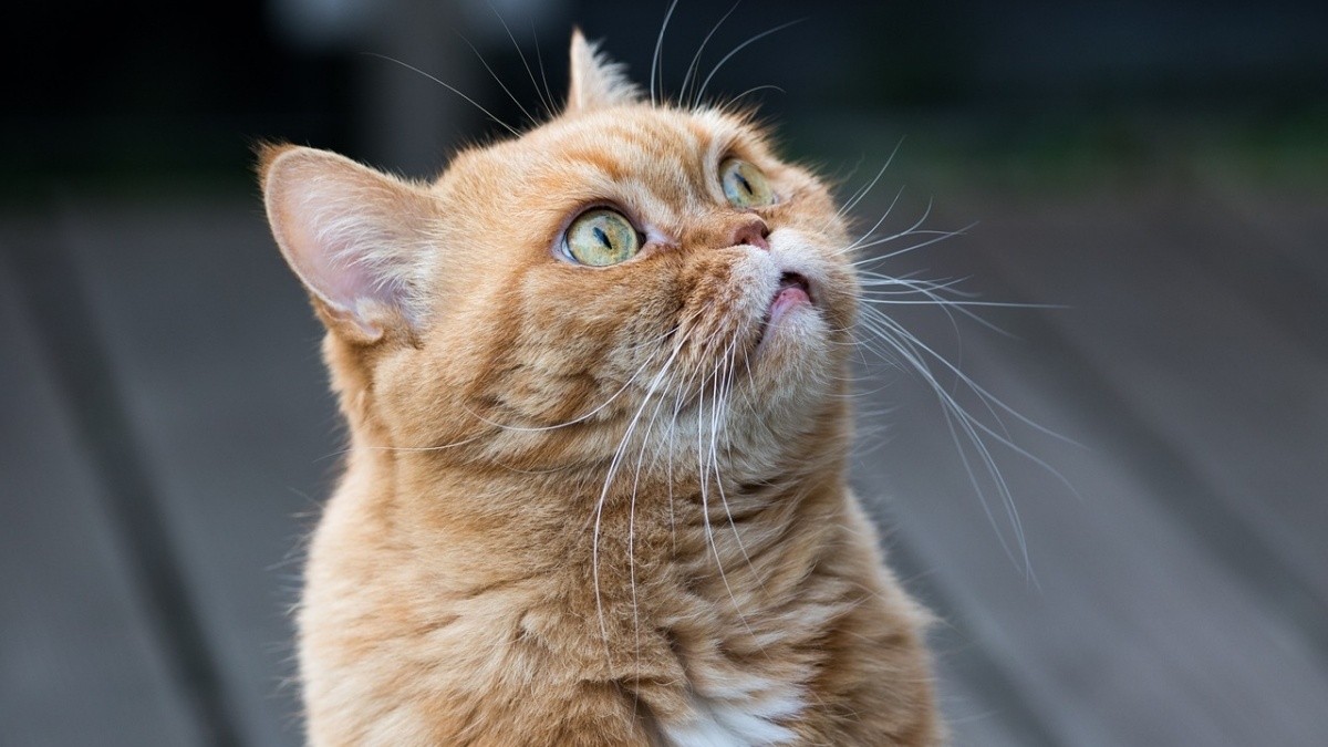 10 signs that a cat is feeling ill and needs you a lot