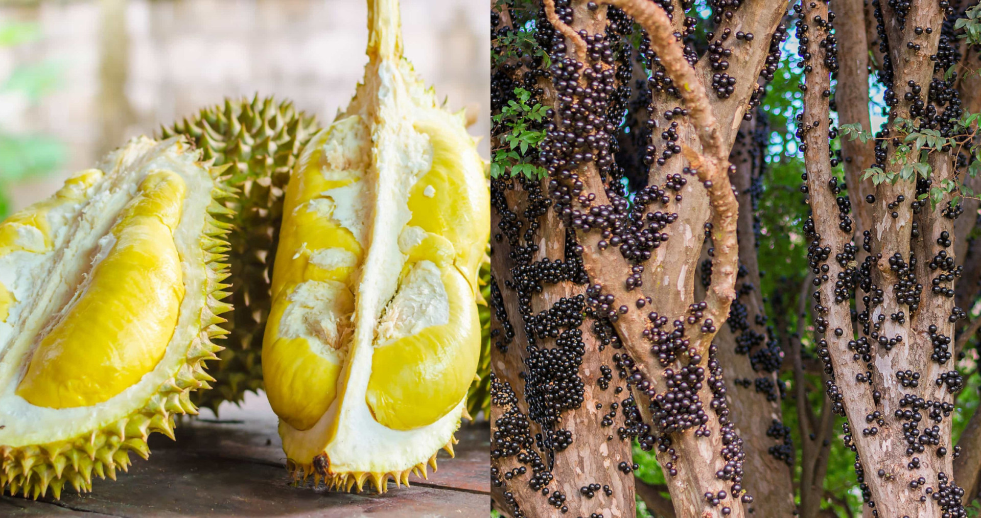 The oddest-looking fruits and vegetables