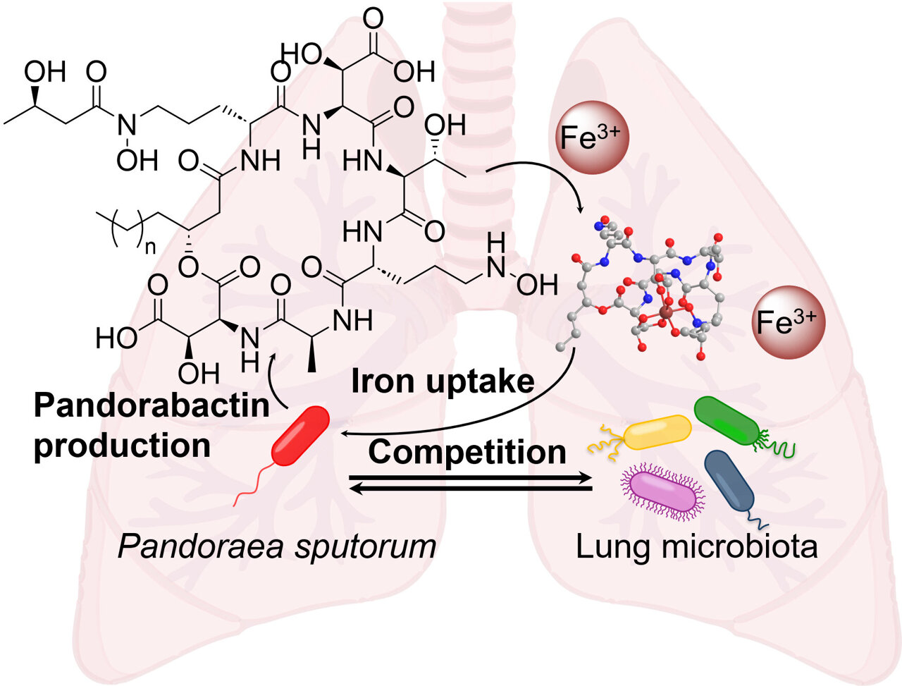 Iron-stealing Pandoraea bacteria deploy unique molecules to tip balance ...