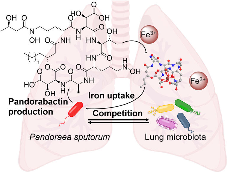 Iron-stealing Pandoraea bacteria deploy unique molecules to tip balance ...