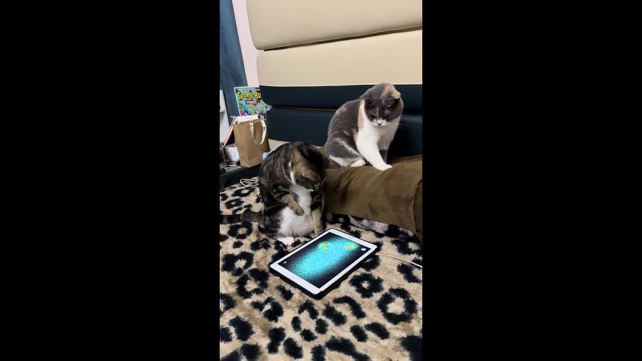 Cat plays mobile game and takes a tumble in Guangdong, China