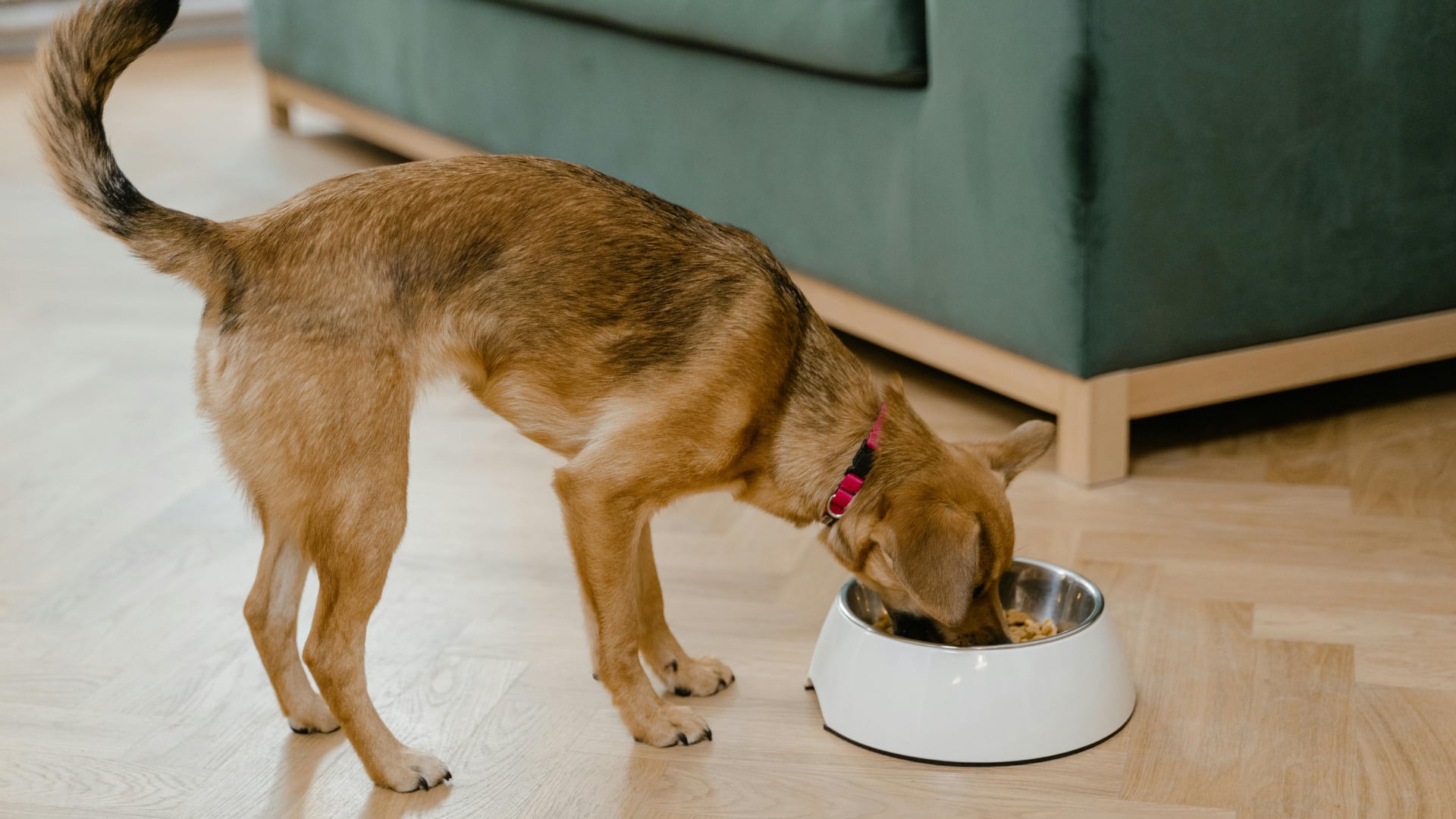 Guía básica para saber cuánto y cuándo darle alimento a tu perro o gato