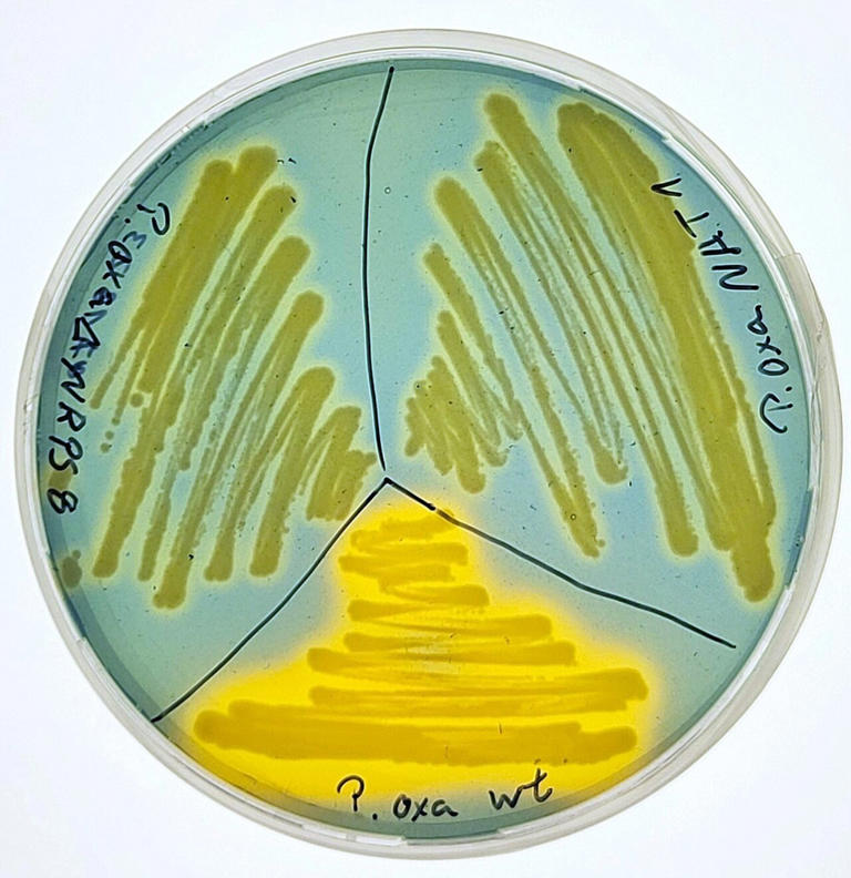Iron-stealing Pandoraea bacteria deploy unique molecules to tip balance ...