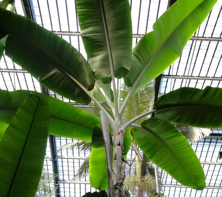 Musa Paradisiaca Guía Completa Características Botánicas Cuidados Cultivo En Maceta Y 