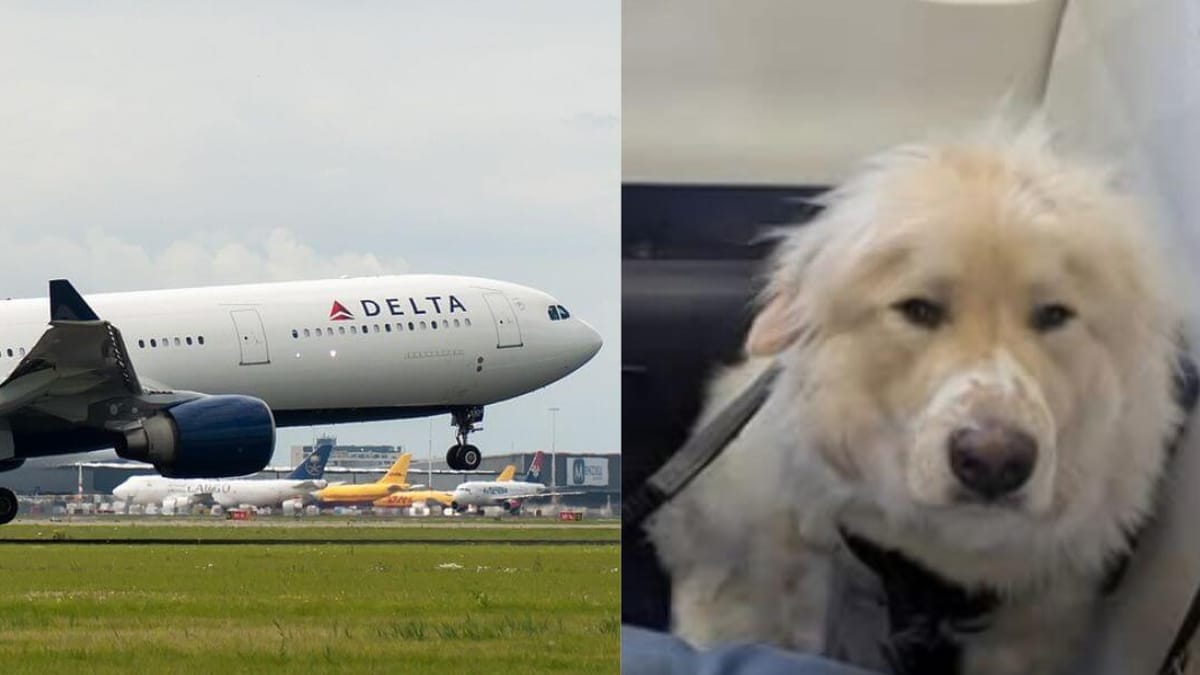 Delta flight diverts mid-flight to save sick dog, praised for compassion