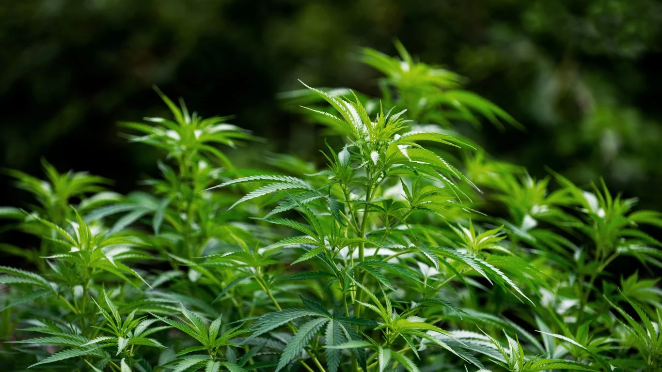 This Is the Chronic Marijuana Usage Happening In All 50 States