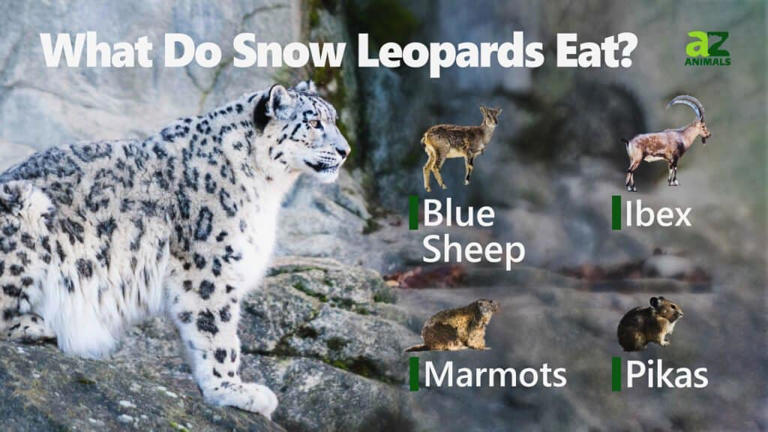 What Do Snow Leopards Eat? Food for a Mighty Predator