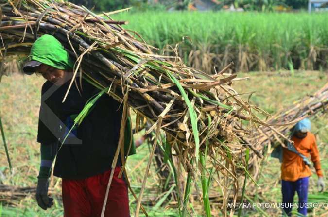 Pemerintah Bakal Turunkan Bunga KUR Petani Tebu Jadi 3%