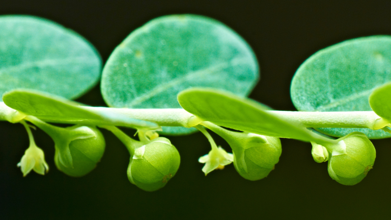 Bhumi Amla: What we need to know about this Kidney stone breaker plant