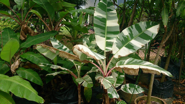 Musa Paradisiaca Guía Completa Características Botánicas Cuidados Cultivo En Maceta Y 