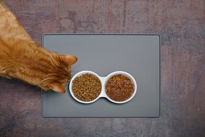 Should I Feed My Cat Wet or Dry Food?
