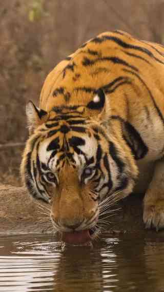 Close Encounters: Wild Animals Through My Camera Lens