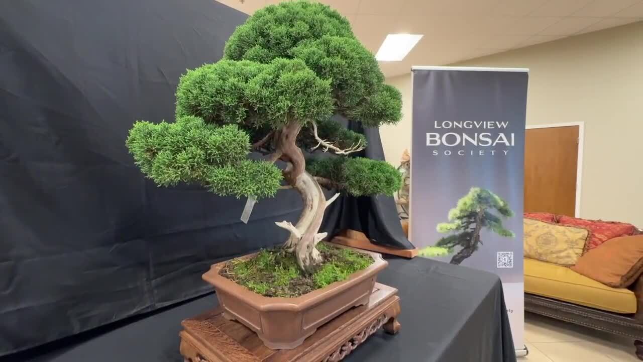 Bonsai tree exhibit opens at Longview Arboretum