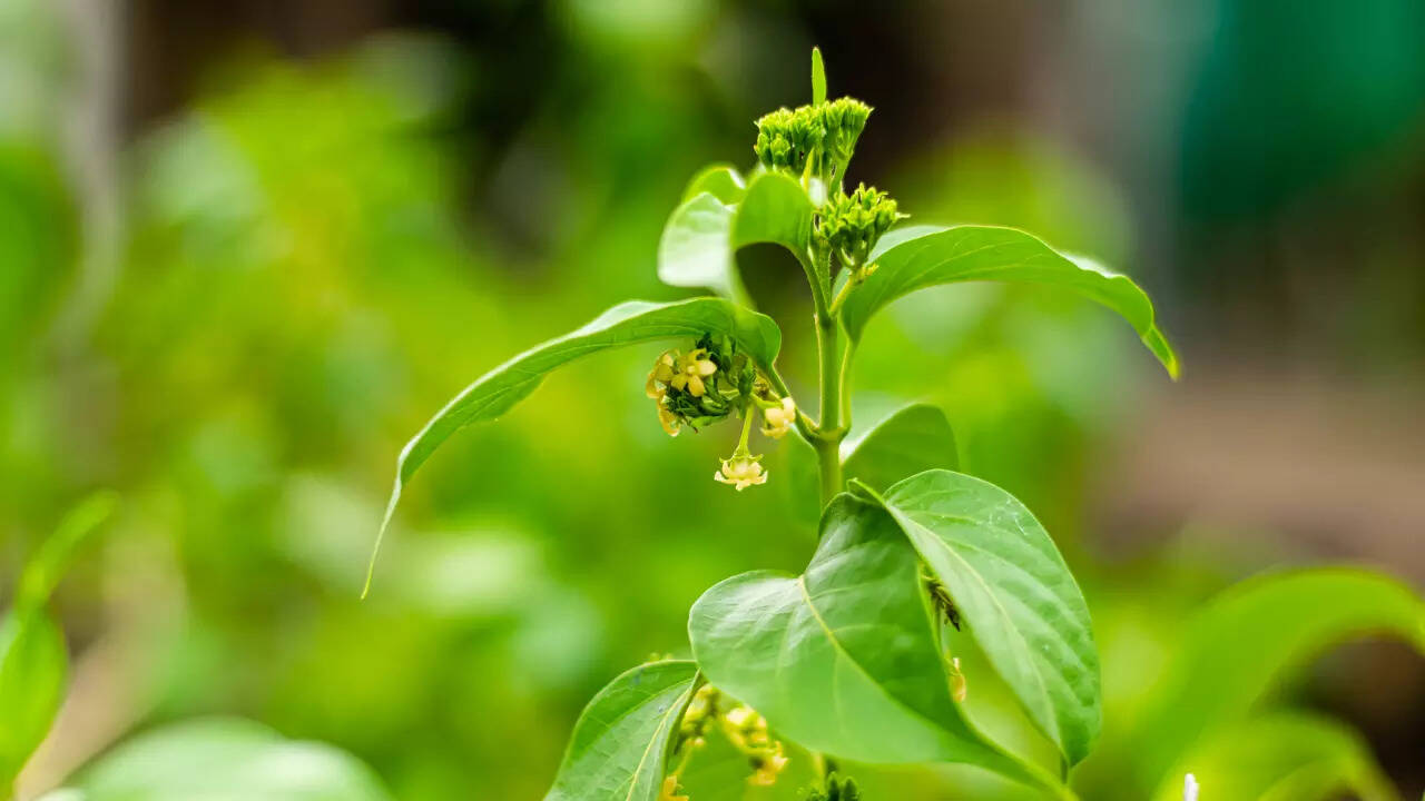 Gurmar, Madhunashini, or sugar killer plant: How this plant naturally ...