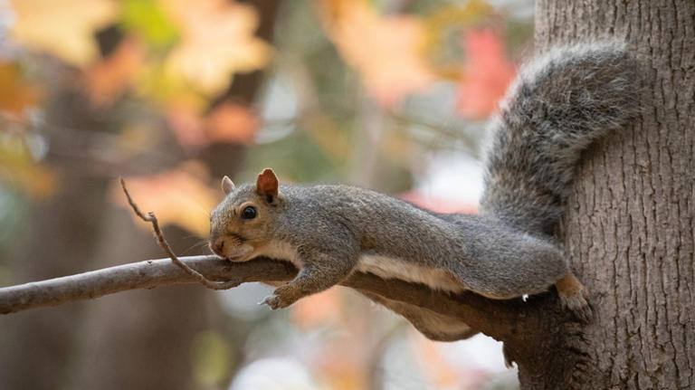 Why Do Squirrels Really Lay Down Flat When It's Hot Outside?