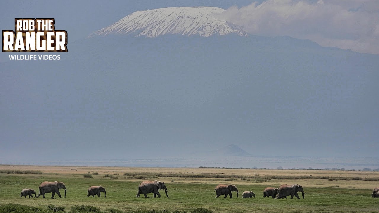 Buffalo and Elephant at Amboseli Swamps: Safari Harmony