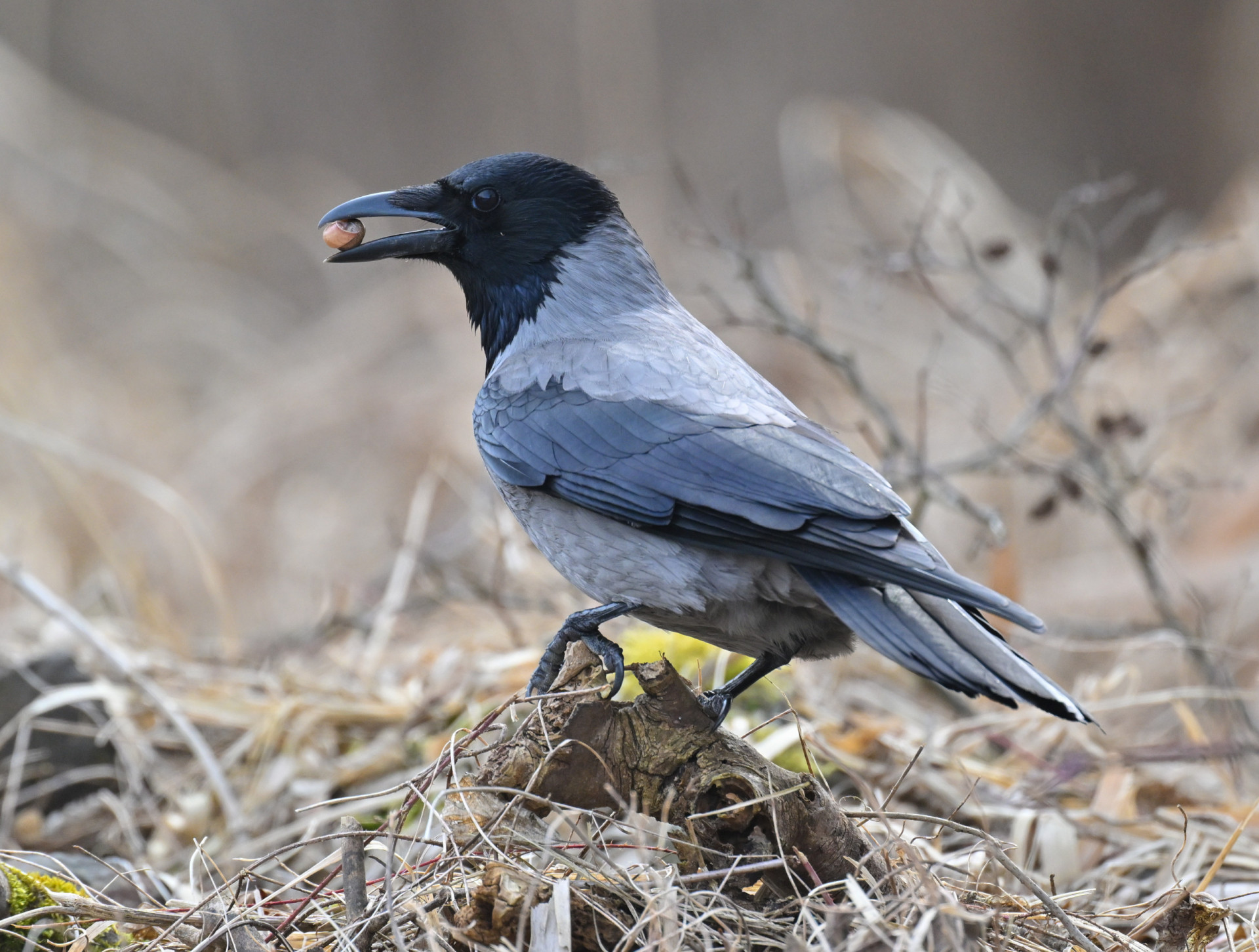Why crows are way smarter than we thought