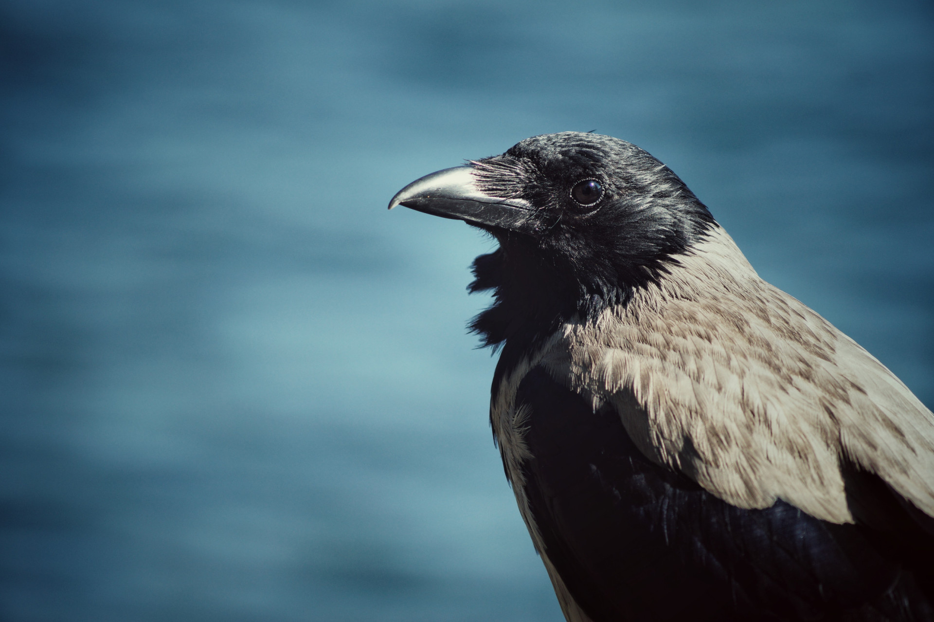 Why crows are way smarter than we thought