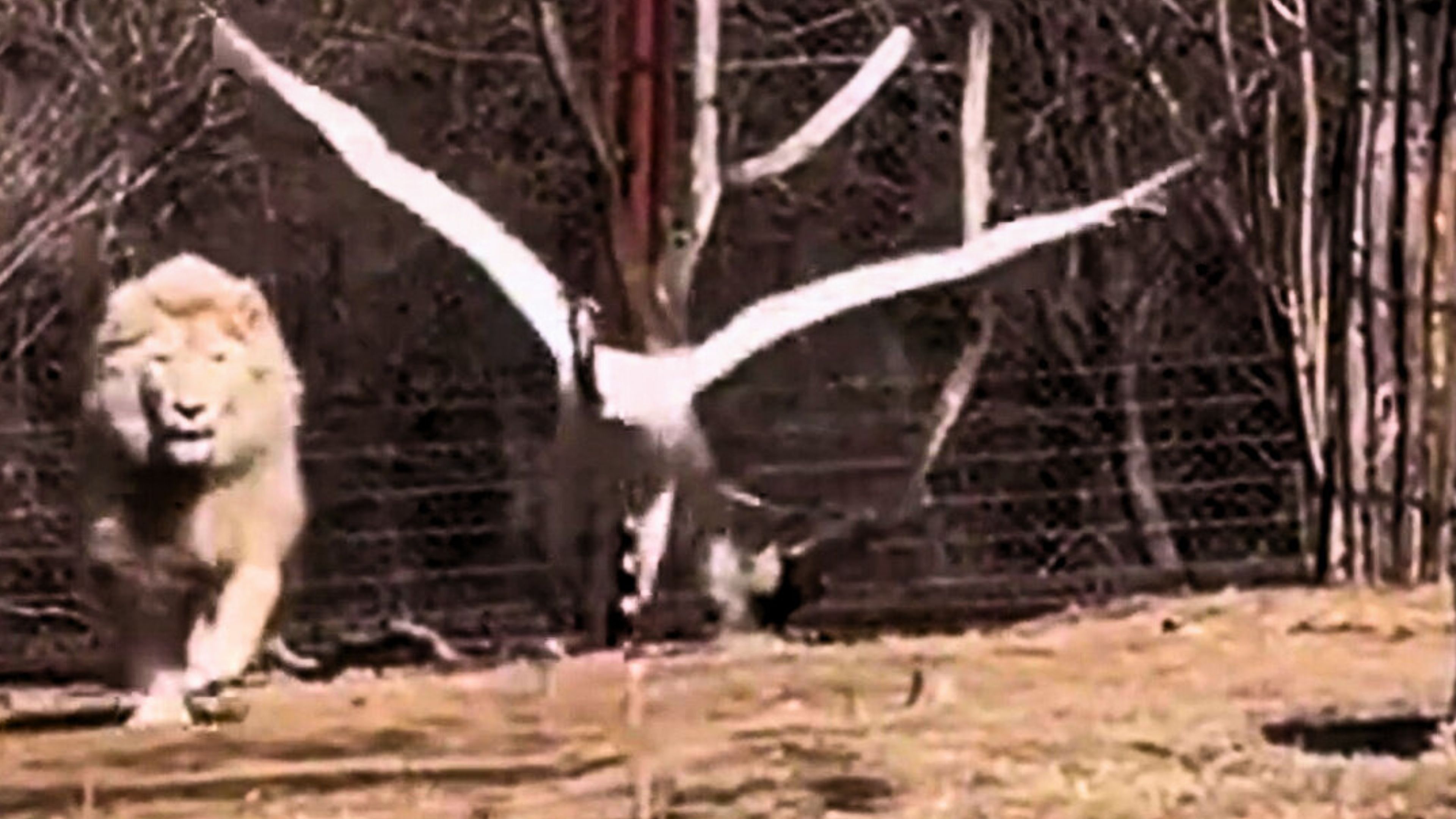 Crane narrowly escapes lion enclosure after intense chase