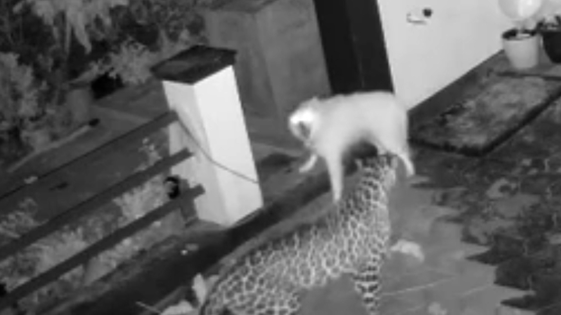 Tapferer Hund verscheucht Leoparden, die in das Haus der Familie ...