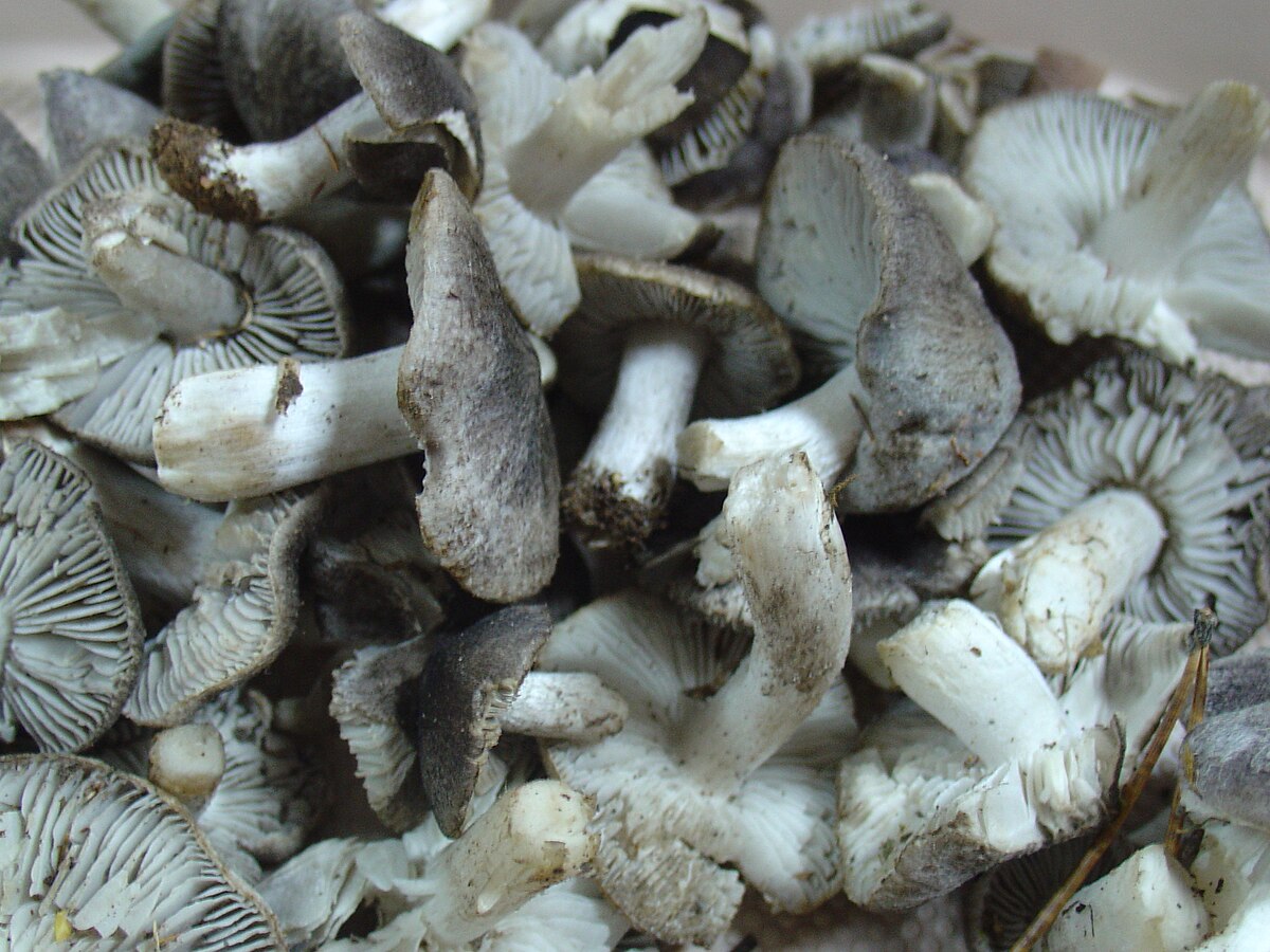 Tricholoma terreum: características, hábitat, identificación y precauciones