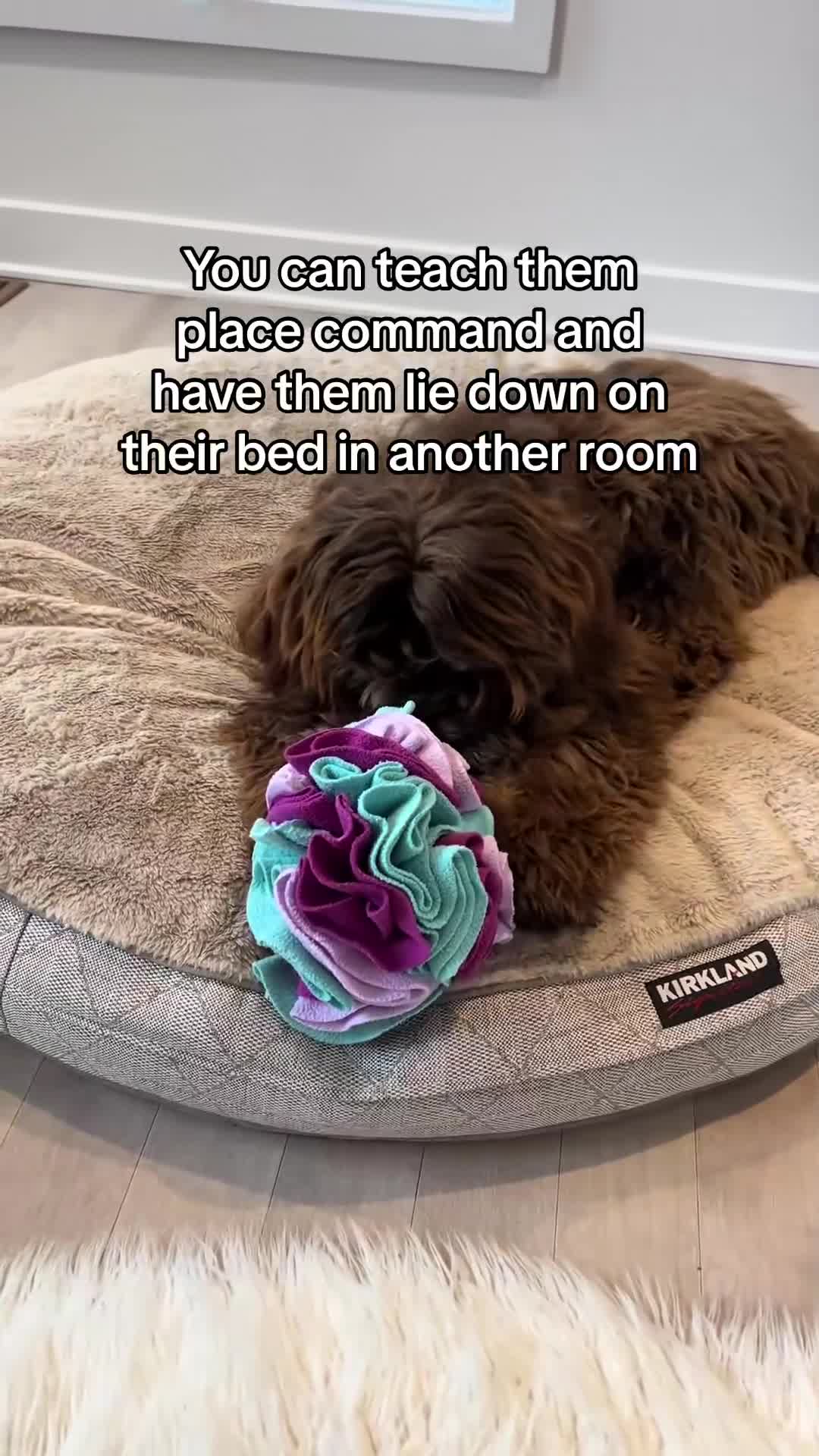 What It’s Really Like Working From Home With a Dog – Honest Daily Routine