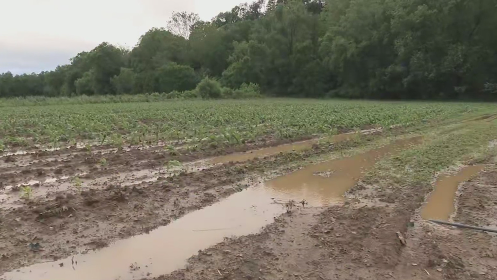 Heavy rains threaten crops across Pittsburgh-area farms