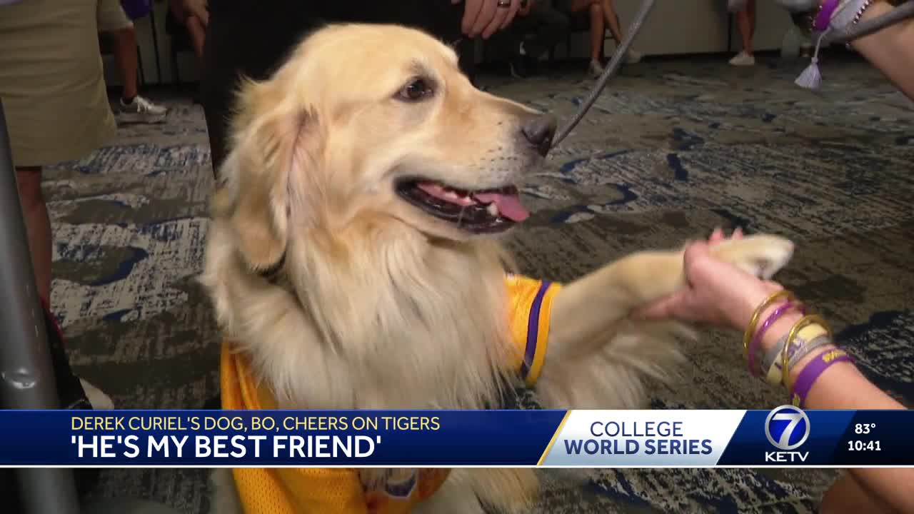 'He's my best friend': LSU's Derek Curiel's dog, Bo, cheers on Tigers ...