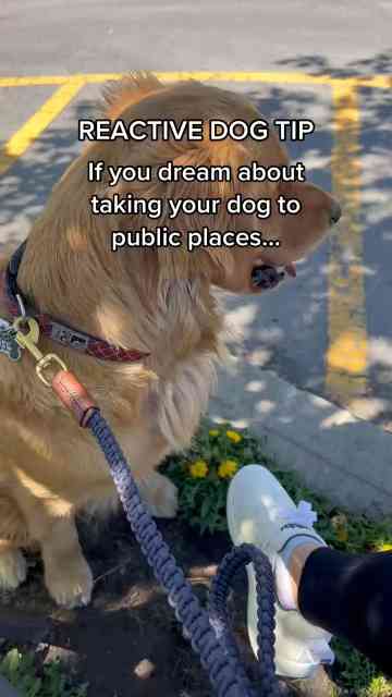 Reactive Dog Tip That Actually Works – Desensitizing in Real Life