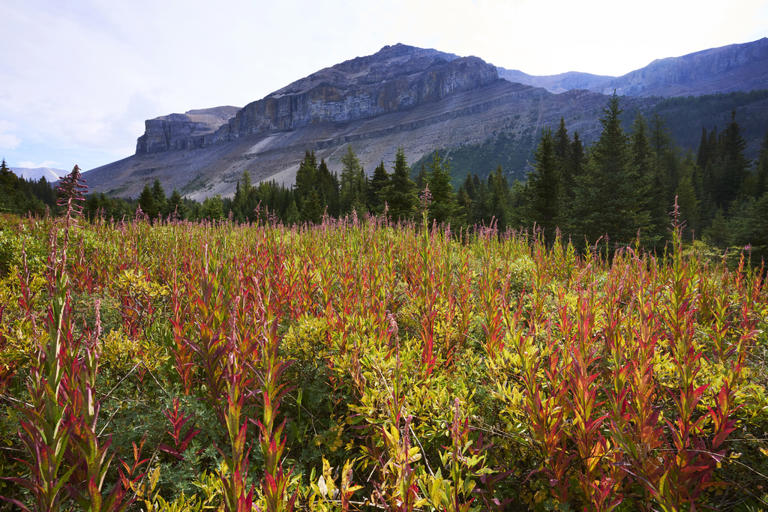 Falling rocks hit hikers on a trail in Canada's Banff National Park ...