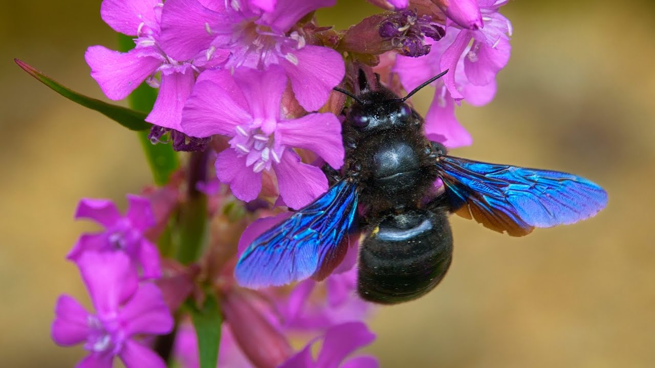 A Gentle Giant in Your Garden ~ Violet Carpenter Bee (Xylocopa violacea) 🐝