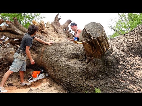 Salvaging Iowa's Giant Cherry Tree