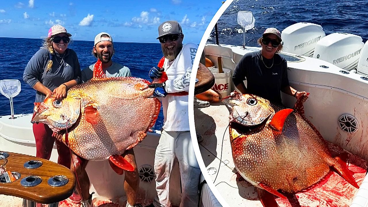 Pescador da Flórida captura raro peixe-lua de 67 kg