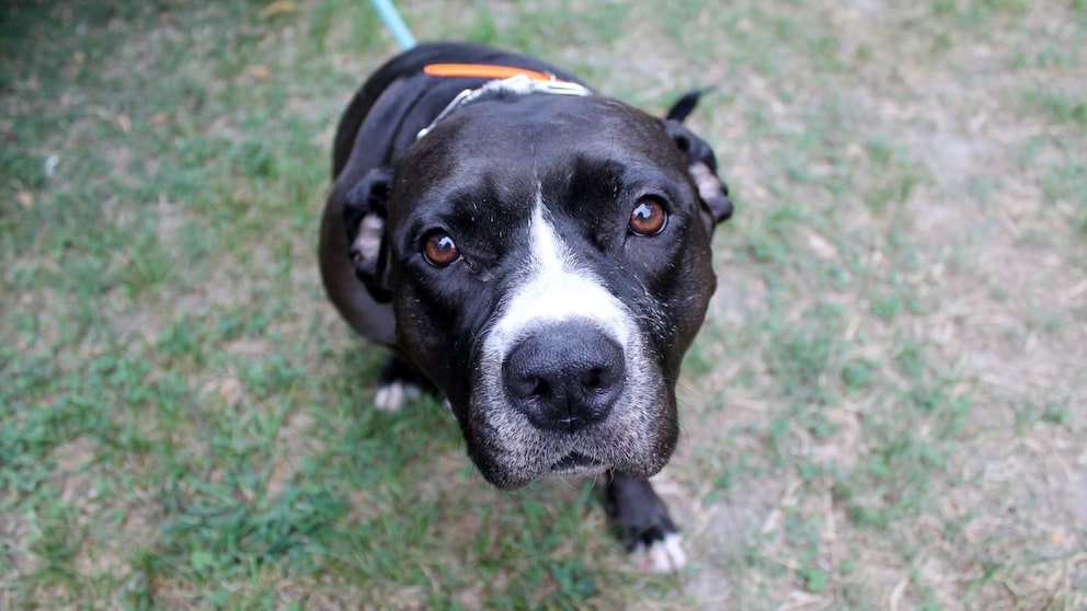 Why dogs often approach people who are afraid of them