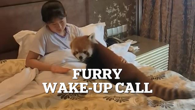 Hotel in China under fire for using red pandas to wake up guests