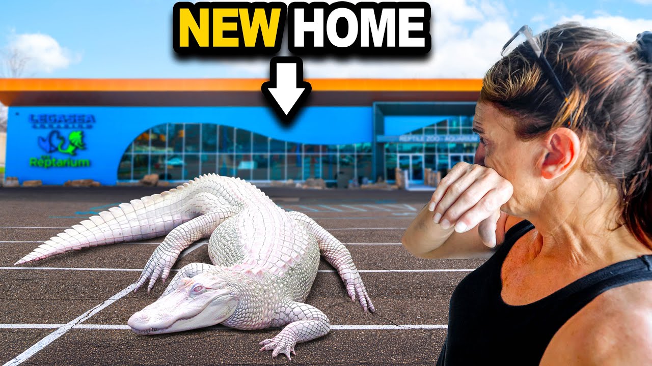 Moving 100 reptiles into their new home