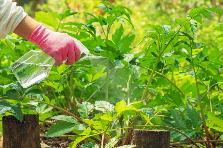 We Asked a Pest Pro If Neem Oil Kills Thrips, and We Might Have Been ...