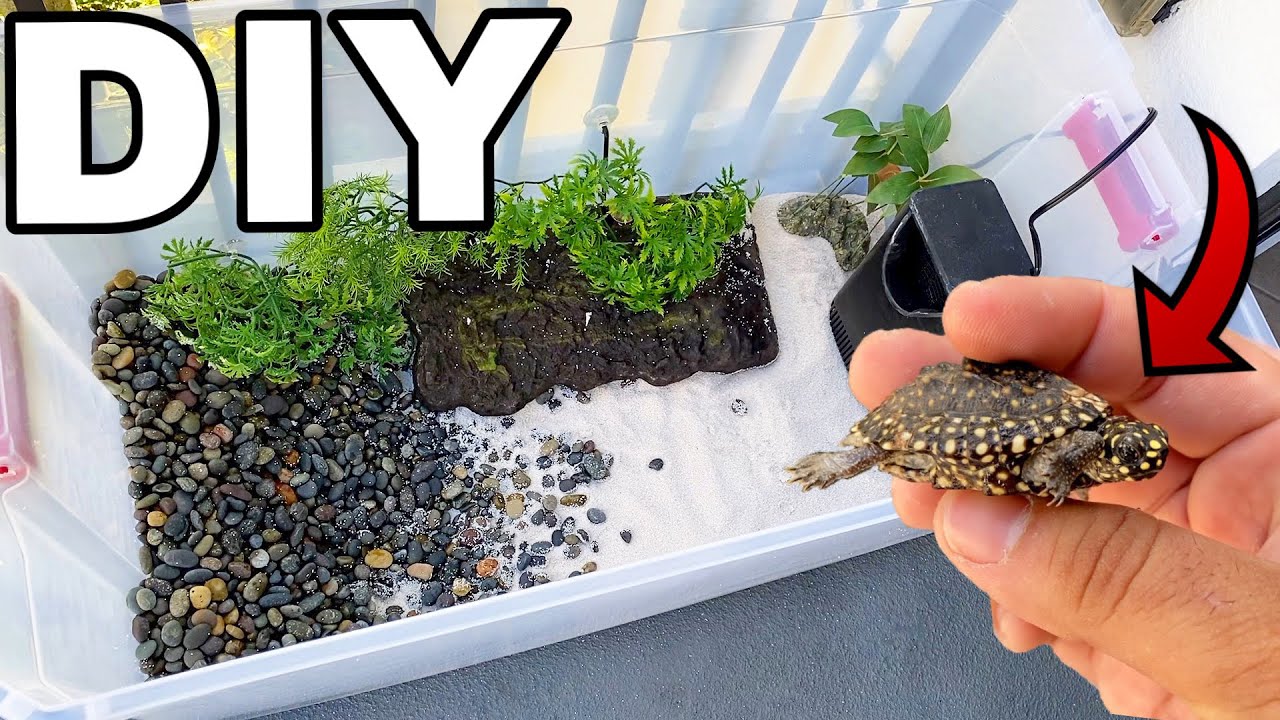 Endangered Turtle Rescue – Backyard Mini Pond Build