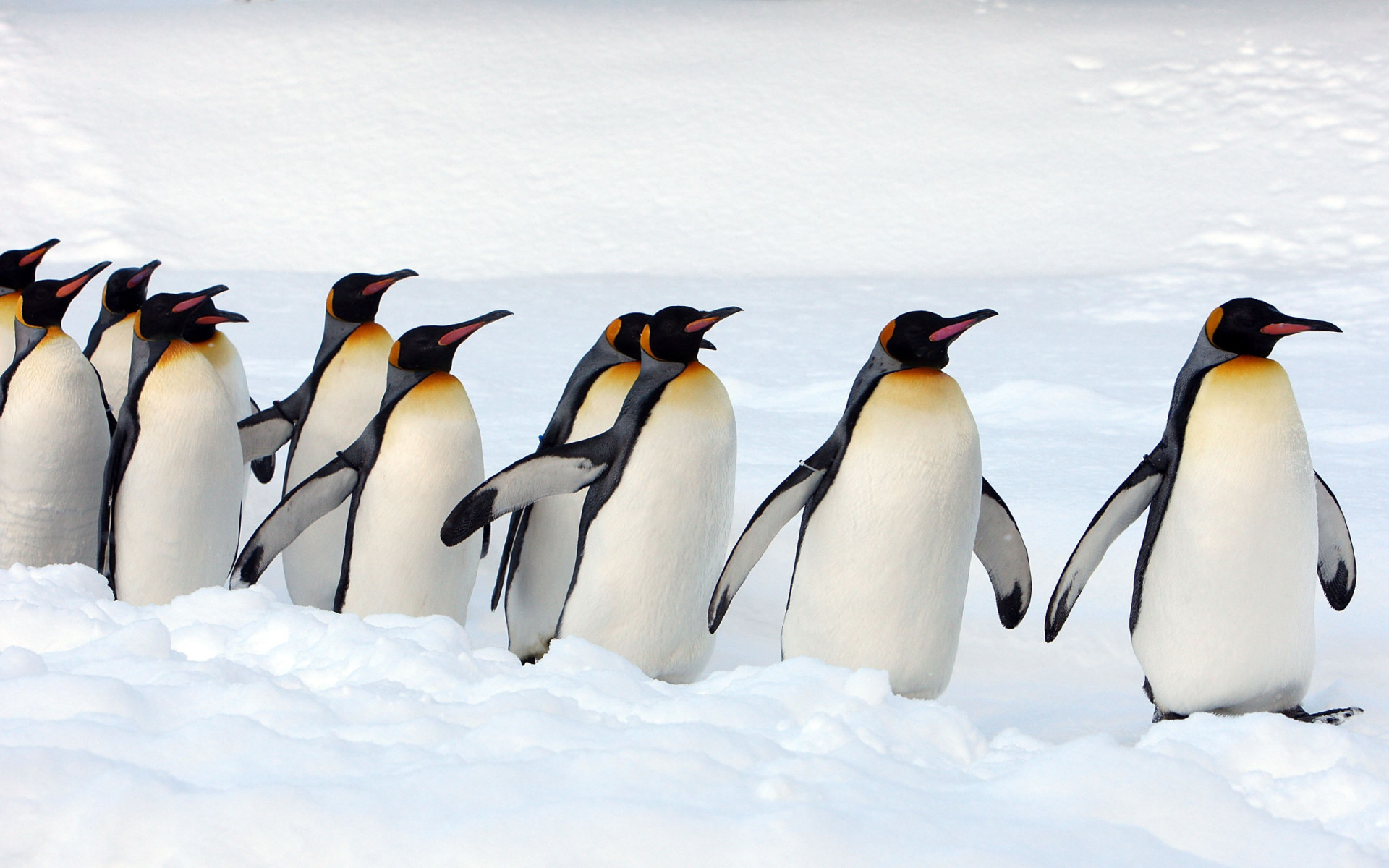 Weetjes over pinguïns die je hart zullen doen smelten