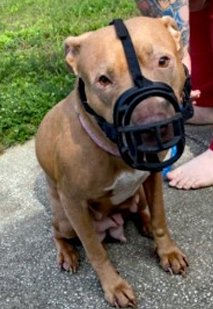 Volusia County has a list of dangerous dogs. Is there one in your area?