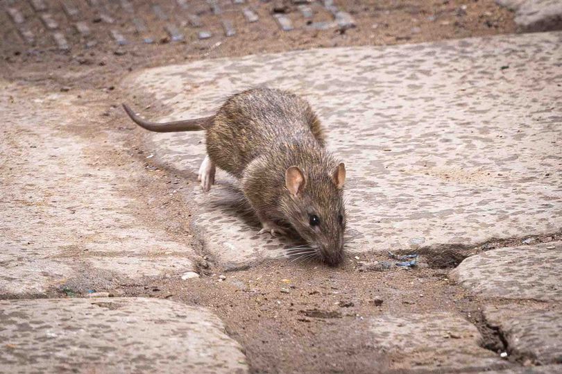 Watch big rat spark panic in Birmingham city centre as bin strike ...