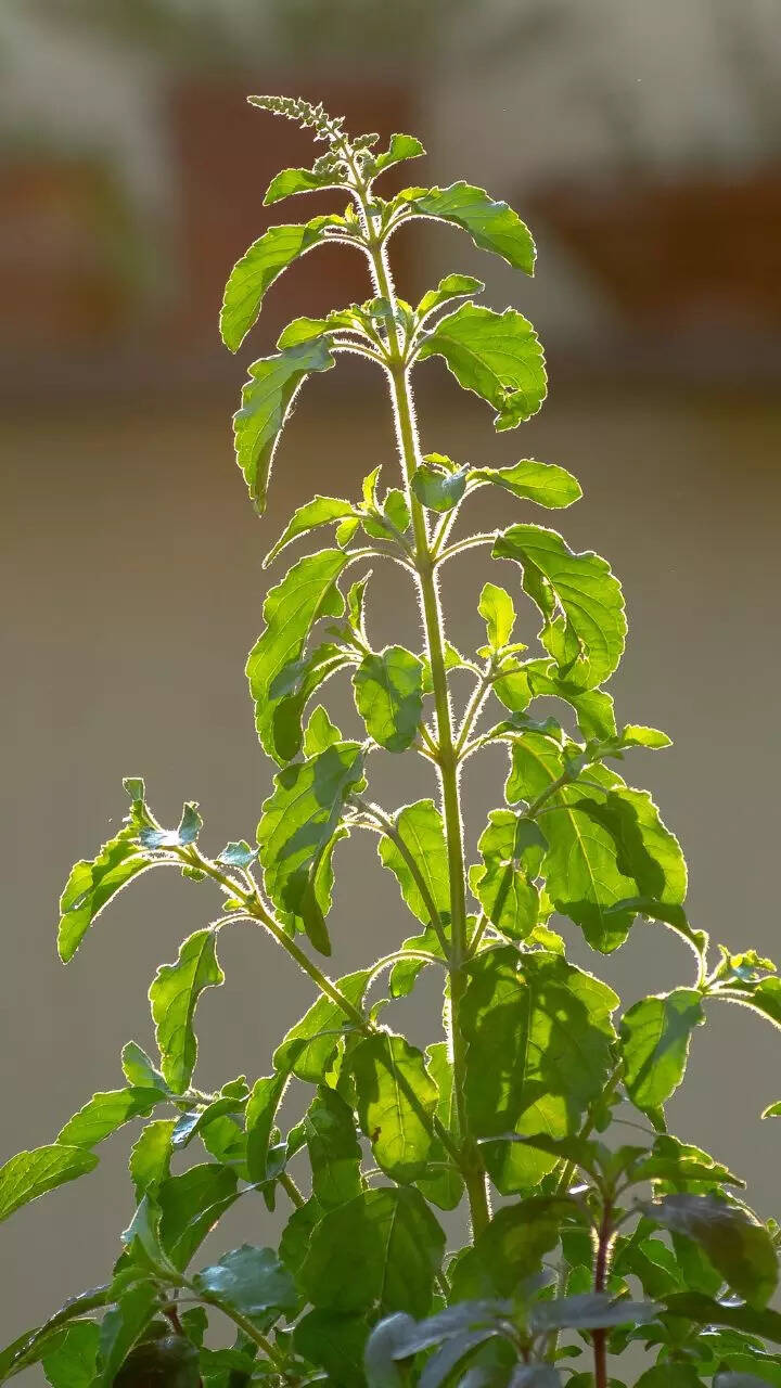 8 reasons why a Tulsi plant stops growing and how to improve it