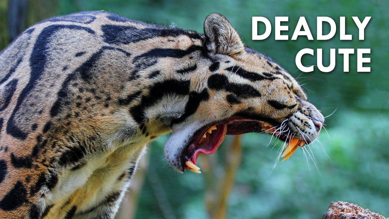 Clouded Leopards: Modern Day Saber-Tooths